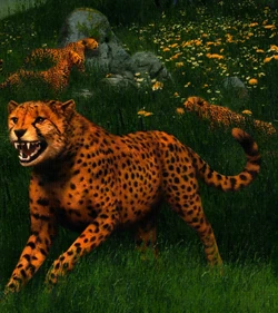 Cheetah | Seerowpedia | Fandom