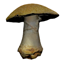 Spore | Animyst Wiki | Fandom