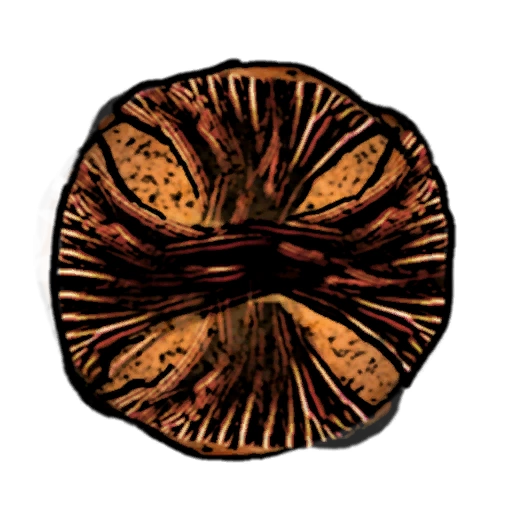Old Dust | Animyst Wiki | Fandom