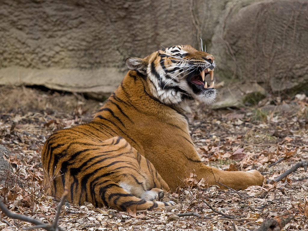 Malayan Tiger Anna The Orangutan And Leo And Friends Wiki Fandom