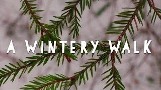 A Winter's Walk in the Woods | Anne Shirley Wiki | Fandom