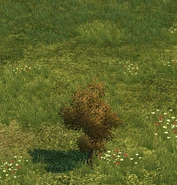Tree | Anno 1404 Wiki | Fandom