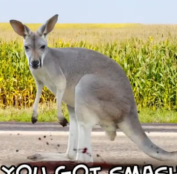 Funny Kangaroo Meme