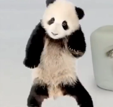 Panda Bears | Annoying Orange Wiki | Fandom