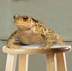 Toad | Annoying Orange Wiki | Fandom