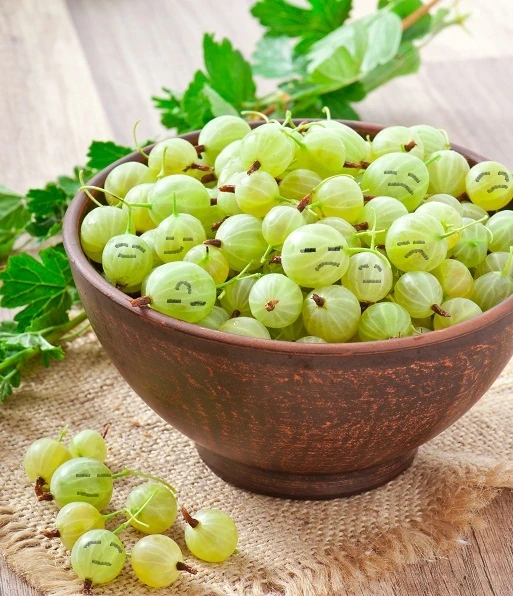 Gooseberries | Annoying Orange Fanon Wiki | Fandom