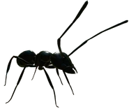 Ant Roles | Ant Life Wiki | Fandom