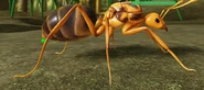 Ant Roles | Ant Life Wiki | Fandom