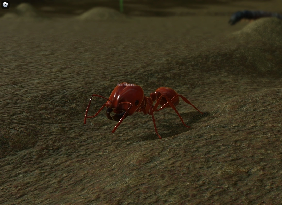 Major | Ant Life Wiki | Fandom