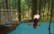 Ant Roles | Ant Life Wiki | Fandom