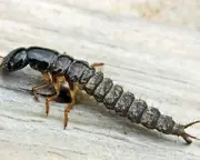 Larvae (Beetle) | Ant Life Wiki | Fandom