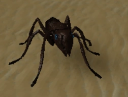 Nomadic Ants | Ant Life Wiki | Fandom