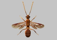 Alate | Ant Life Wiki | Fandom