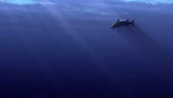 finding nemo barracuda name