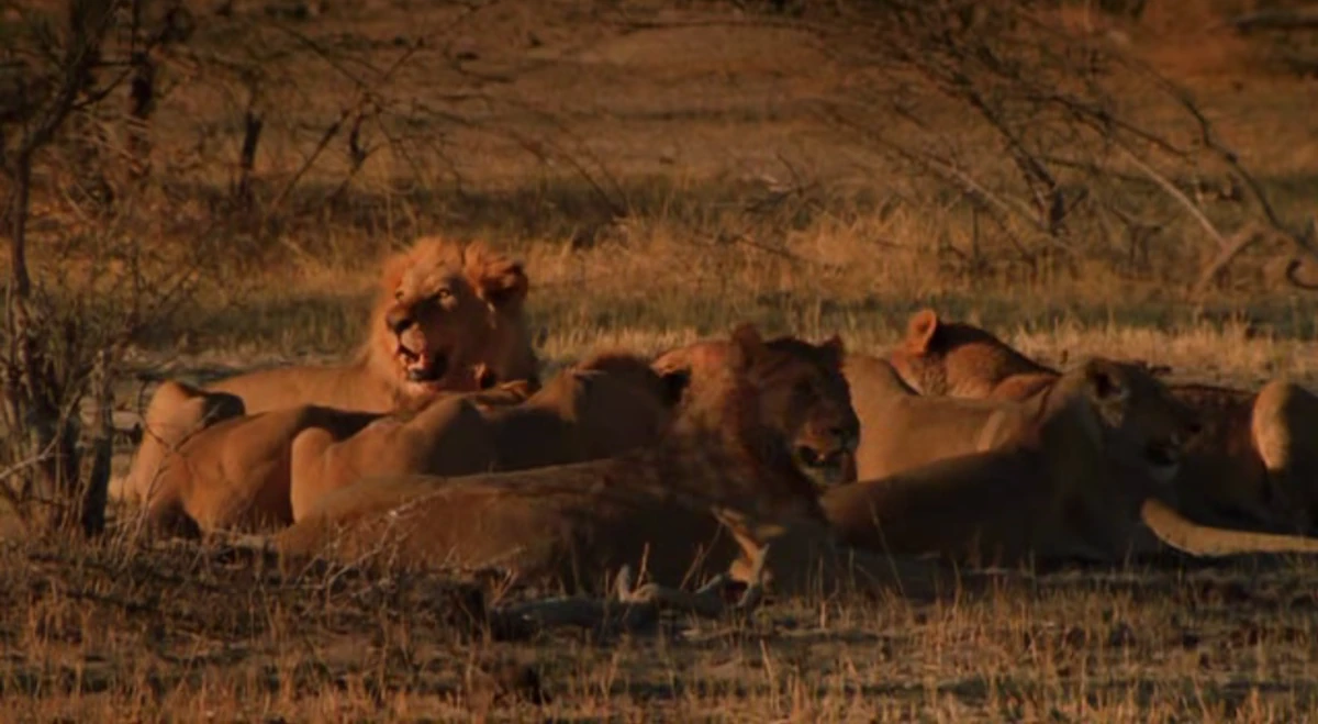 Lions (Duma) | Antagonists Wiki | Fandom