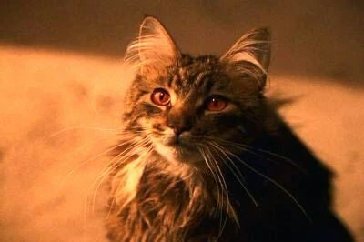 Mrs. Norris | Antagonists Wiki | Fandom