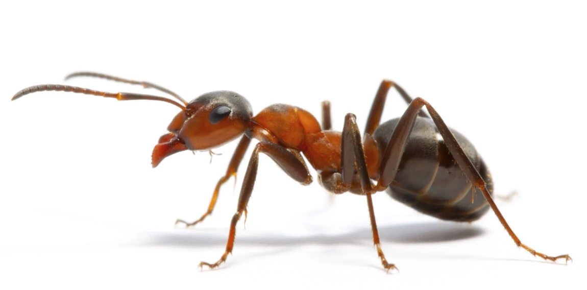 Ant | Antbully Wiki | Fandom