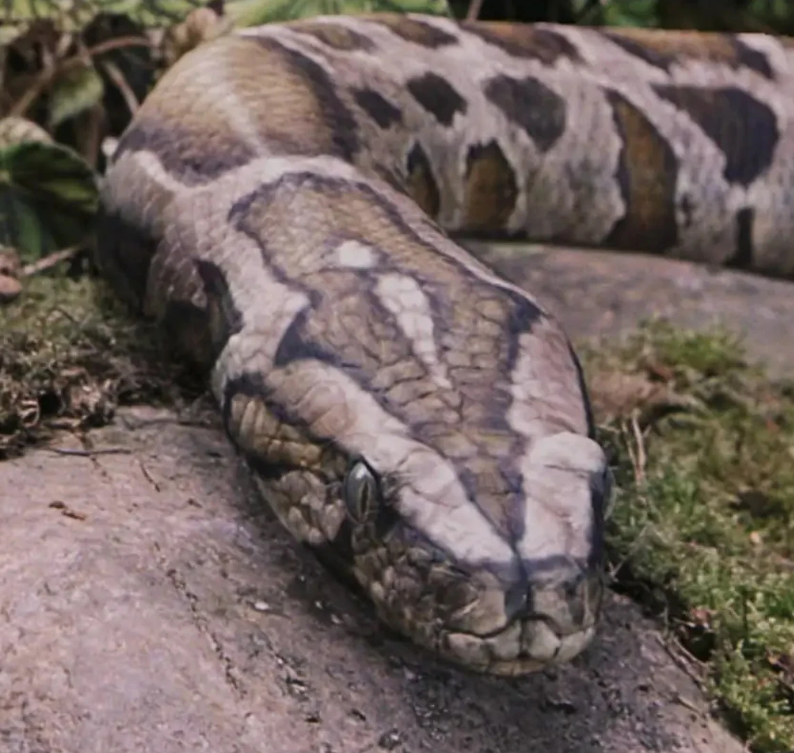 Known Boa Constrictor | The 5D-Combined-Shared Crossovers for An The ...