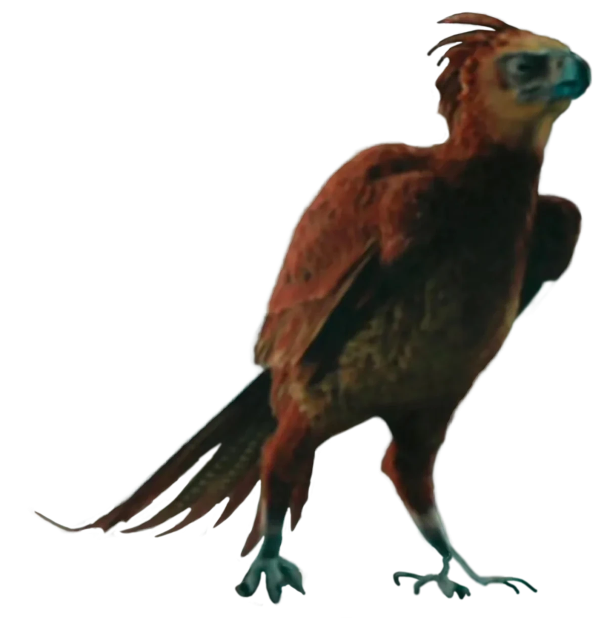 Fawkes (Harry Potter) | The 5D-Combined-Shared Crossovers for An The ...