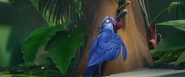 Rio 1 (2011)/Gallery/Animation-Screencaps | The 5D-Combined-Shared ...