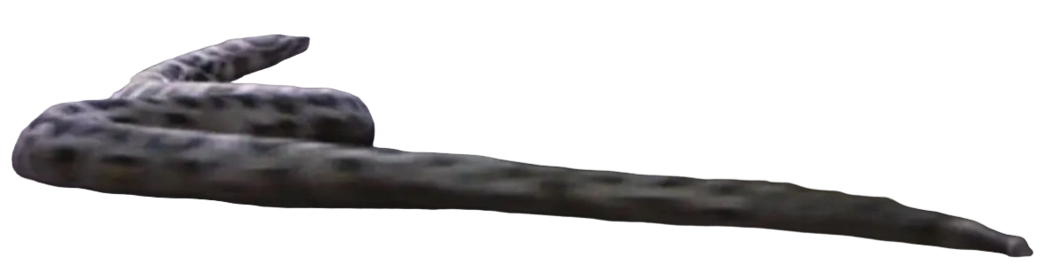 Known Boa Constrictor at The Muggling Zoo | The 5D-Combined-Shared ...