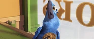 Rio 1 (2011)/Gallery/Animation-Screencaps | The 5D-Combined-Shared ...