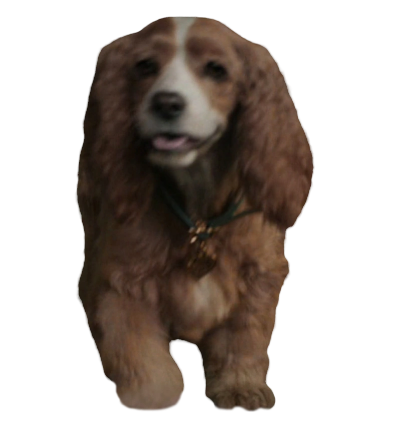 The Regular-Cocker-Spaniel Lady via An 2019 Character | The 5D-Combined ...