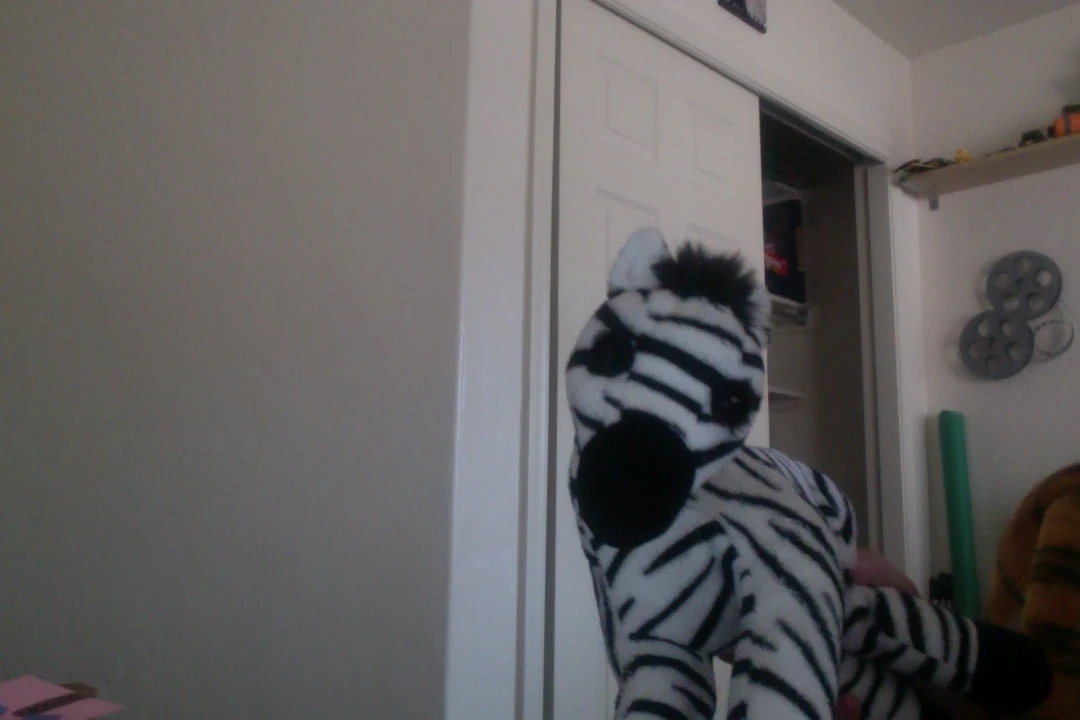 Zebra | Anthony Bilardi Studios Wikia | Fandom