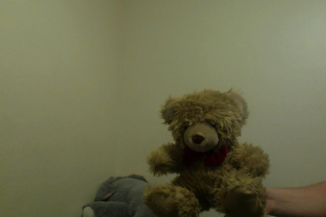 Small Club Bear | Anthony Bilardi Studios Wikia | Fandom