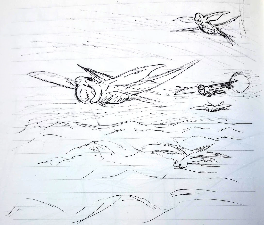 Angelo di mare | Anthropic Principles Wiki | Fandom