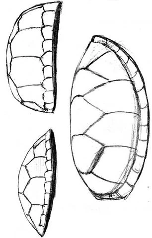 Turtles in Realistic Anthro Fictional Culture | Anthropomorphic ...