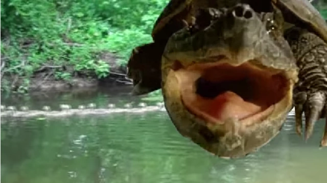 Scary Aligator Snapping Turtle | Анти-Скримеры вики | Fandom