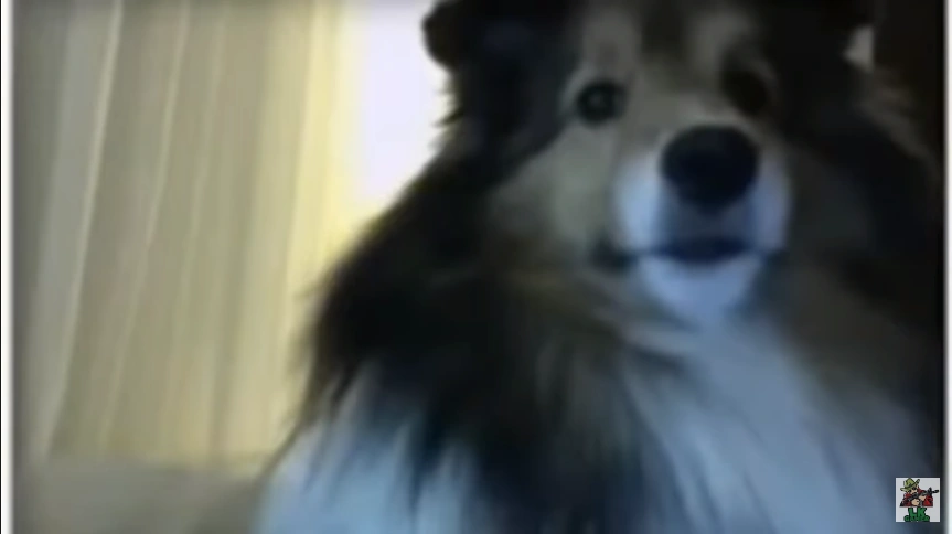 Cute Dog JUMPSCARE | Анти-Скримеры вики | Fandom