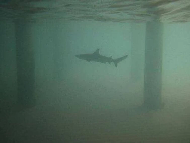 Level 7: “Galeophobia” | Antirooms Wiki | Fandom