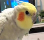 Birb | AntiSpace Wiki | Fandom