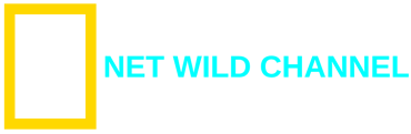 Net Wild Channel | Versandom Wiki | Fandom