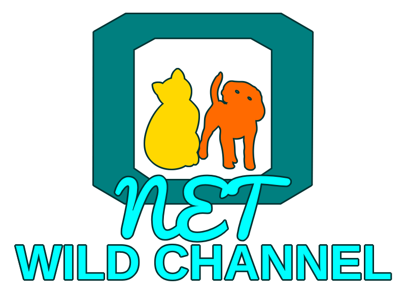 Net Wild Channel | Versandom Wiki | Fandom