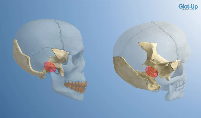 Sincondrosis | Antropología Wiki | Fandom