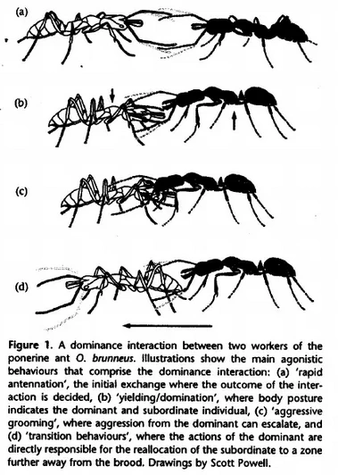 Combat-based role assignment | Ants battles Wiki | Fandom