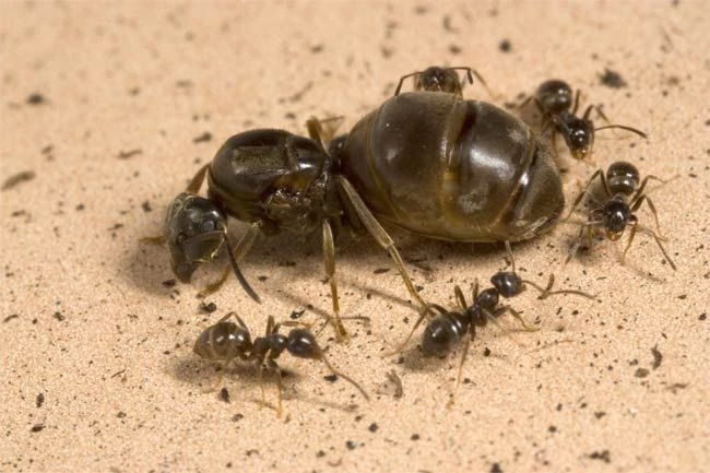 Queen ant | Myrmecopedia | Fandom