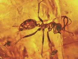 Sphecomyrma | Myrmecopedia | Fandom