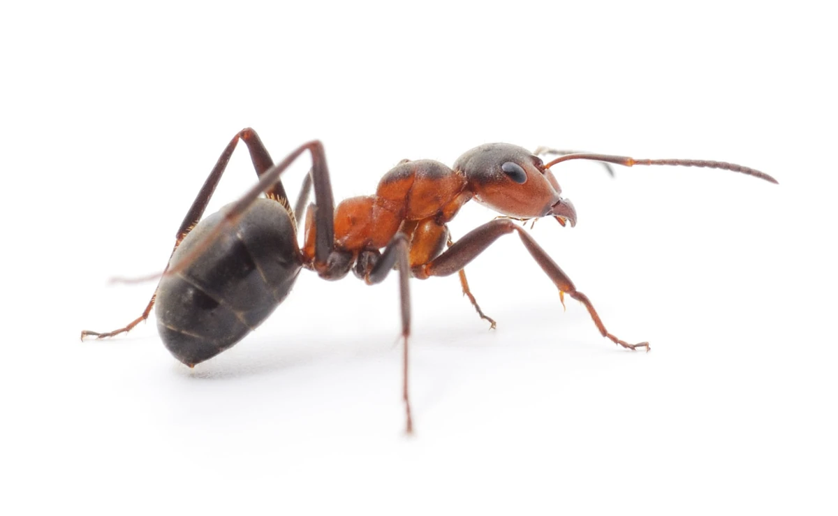 Ant | Myrmecopedia | Fandom