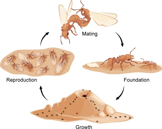 Life Cycle of an Ant Colony | Ants Wiki | Fandom
