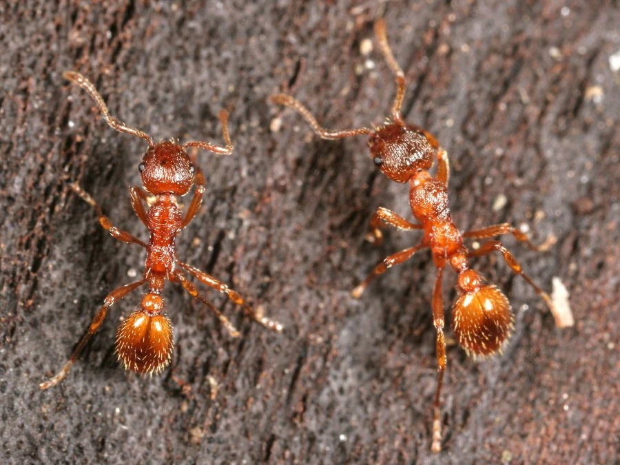 Myrmica rubra | Ants Wiki | Fandom