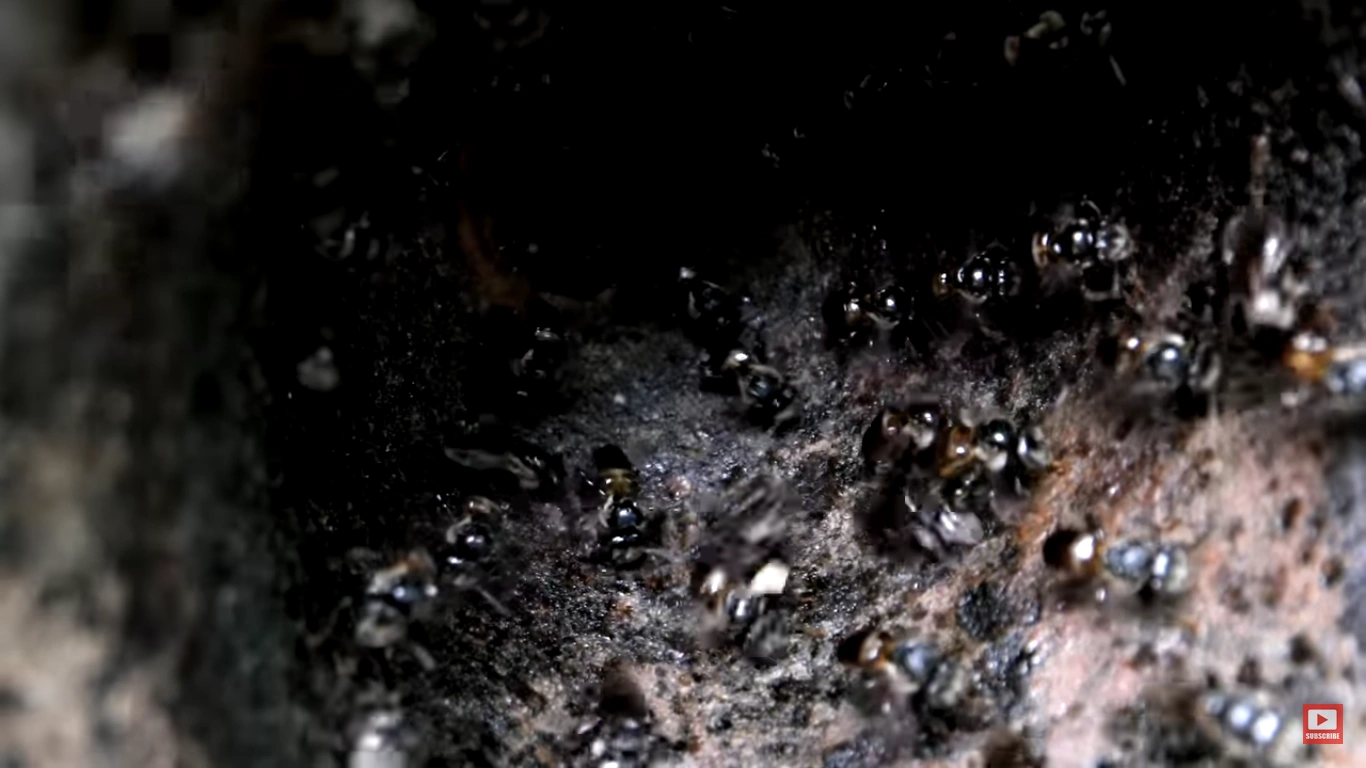 Discuss Everything About AntsCanada Wiki | Fandom