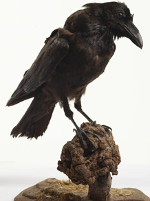 Corbierre | Anubis Wiki | Fandom