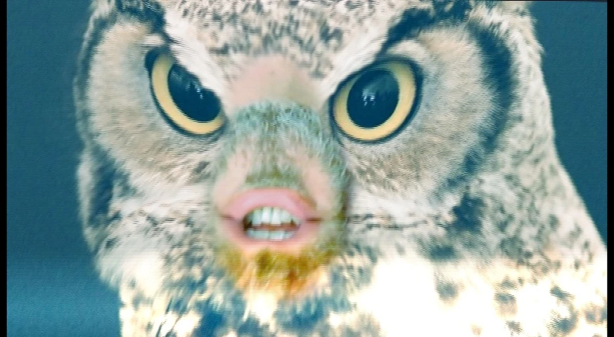 Alien Owls | Anything Beau's Wiki | Fandom