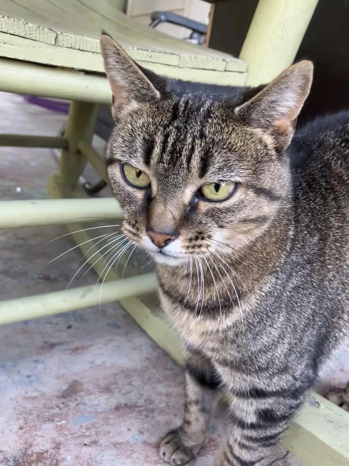 Zoey (Ethan's Cat) | AnythingGoes Wiki | Fandom