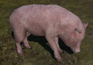 Wild Pigs | AoCWiki | Fandom