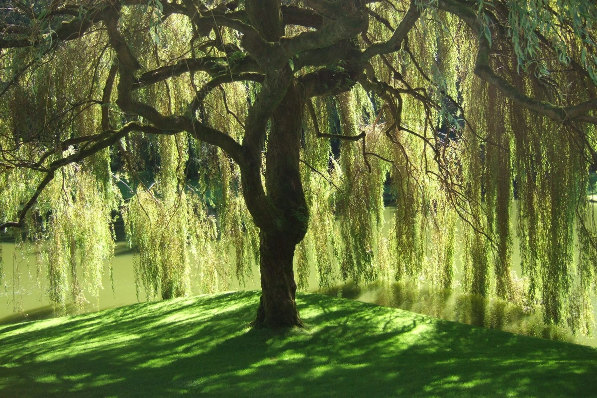 Under the Willow Tree | Aoshtai Wiki | Fandom